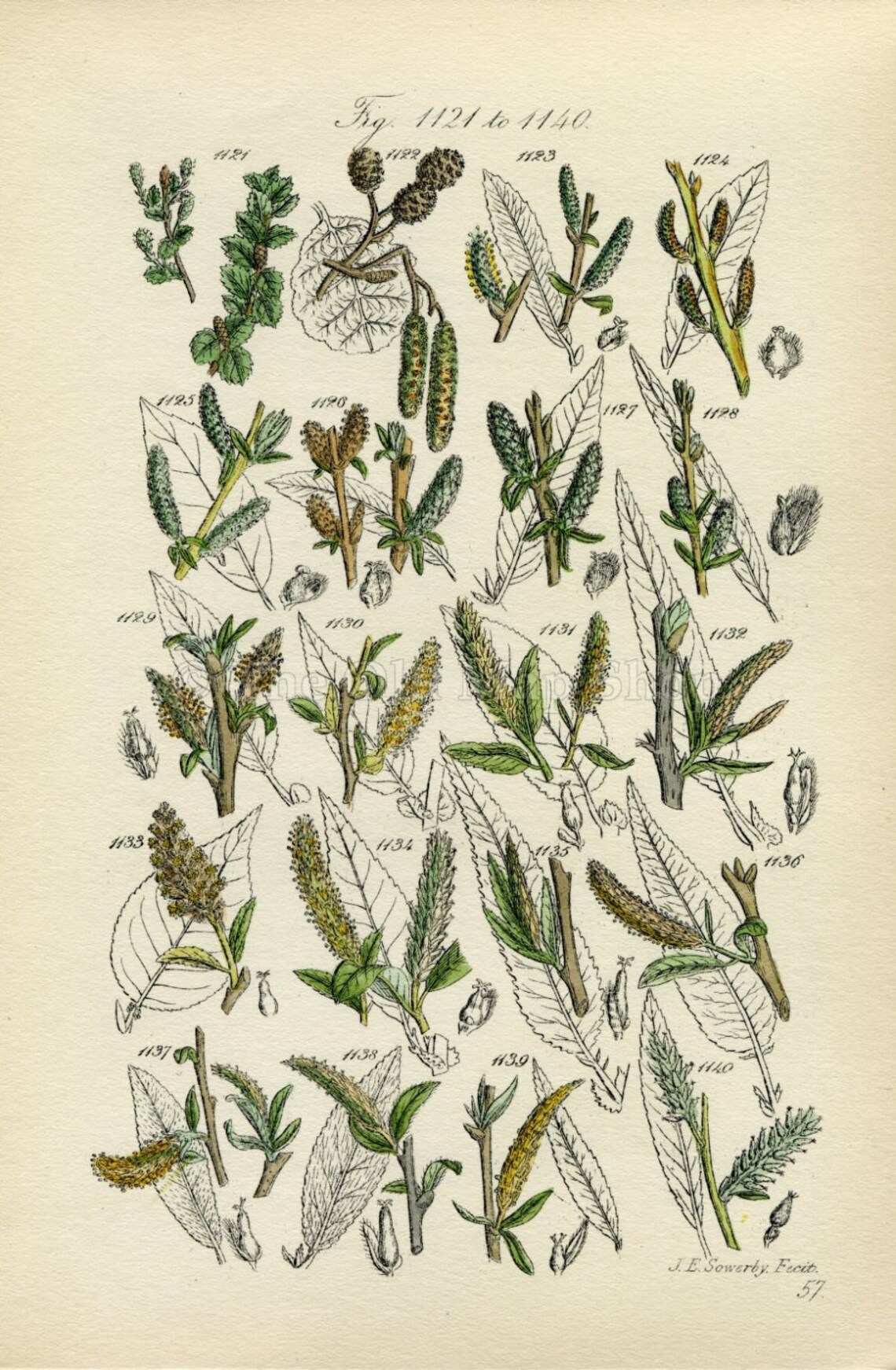 Antique Botanical Print of Wild Flowers 1914 John Sowerby | Etsy