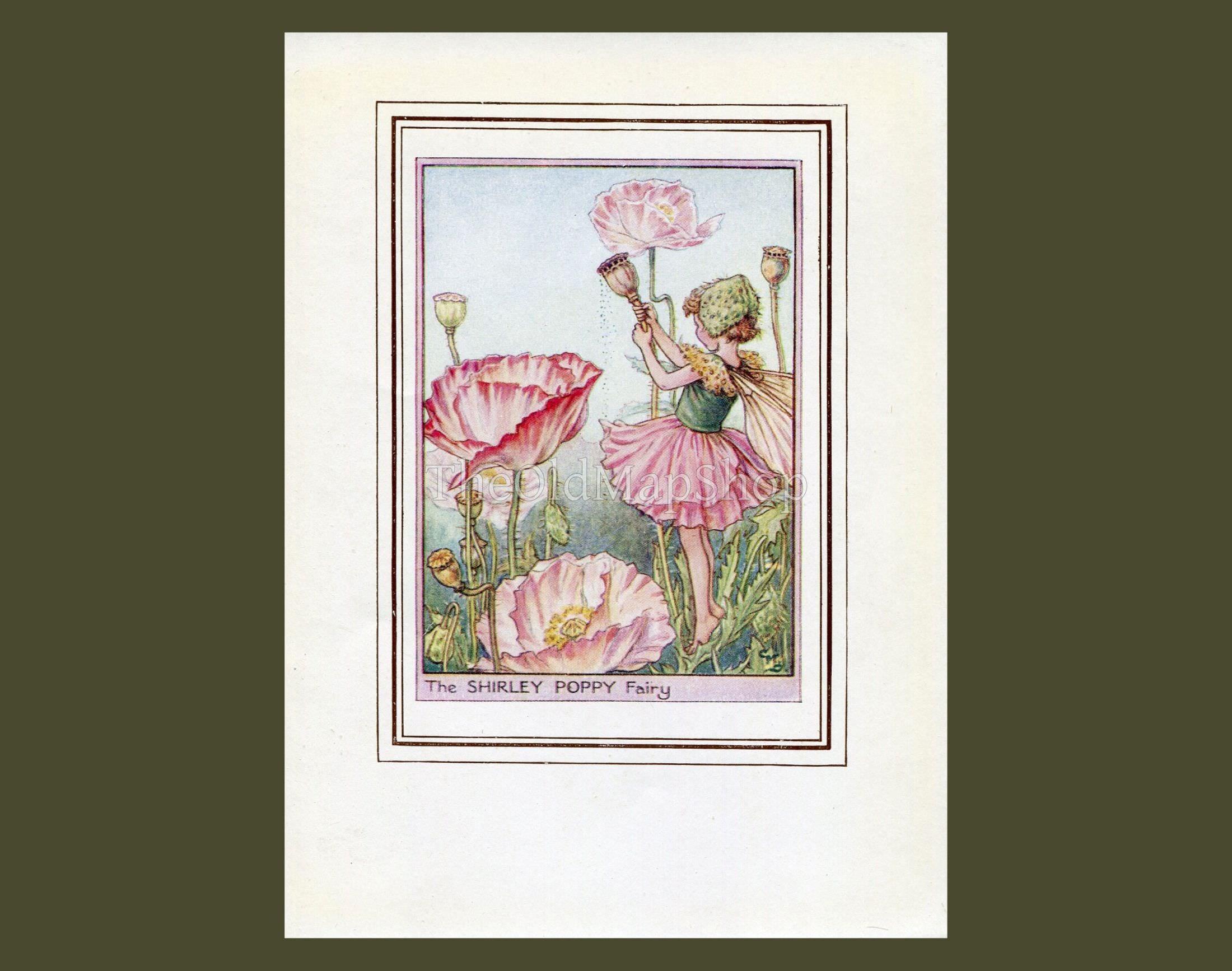 Shirley Poppy Flower Fairy Vintage Print 1950s Cicely Etsy