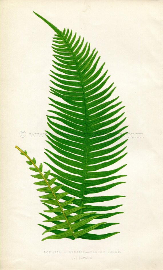 1859 Wood Block Engraving Edward Joseph Lowe Fern, Book Plate Antique ...