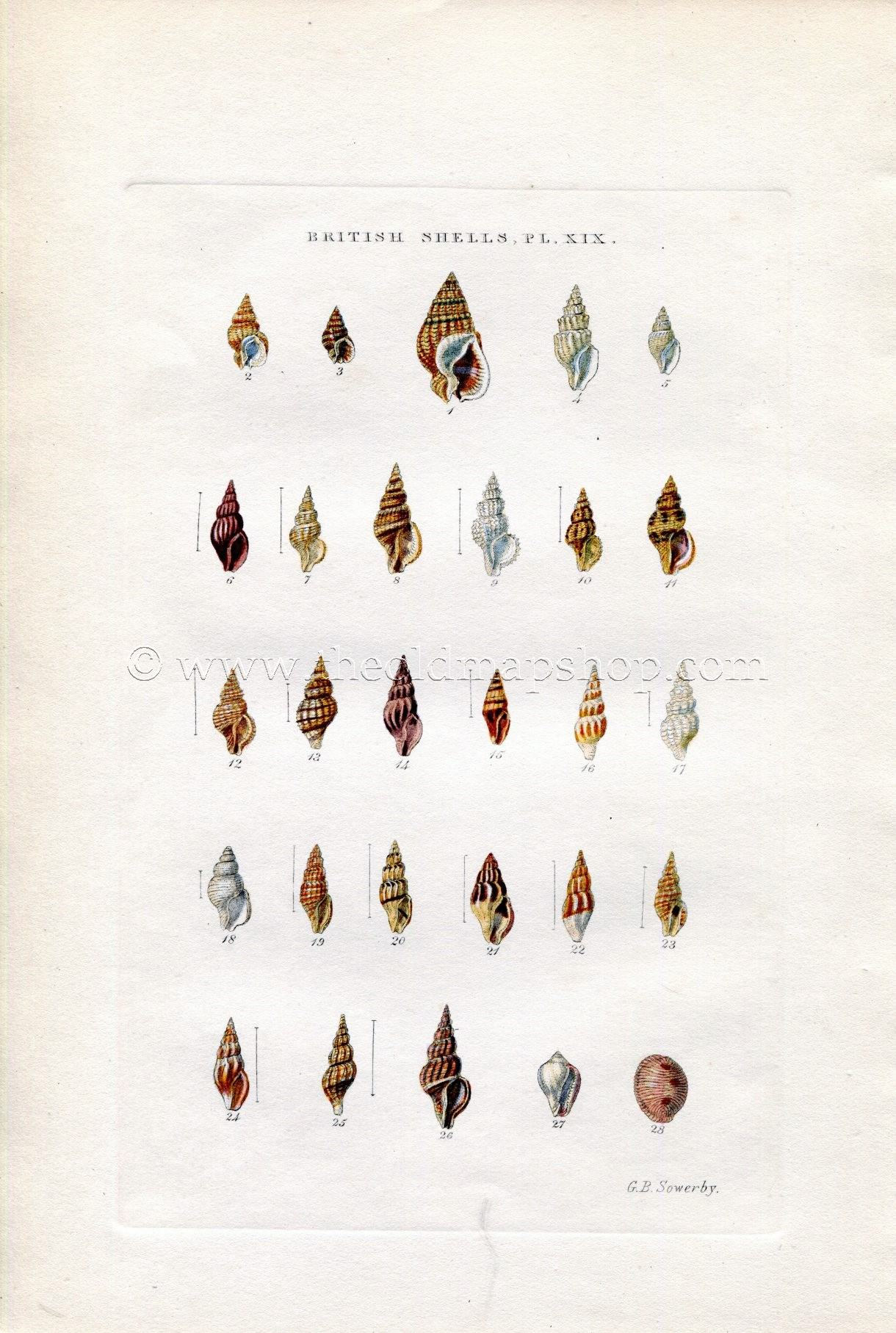 G B Sowerby Antique Shell Print, 1859 1st Edition. Hand Coloured ...