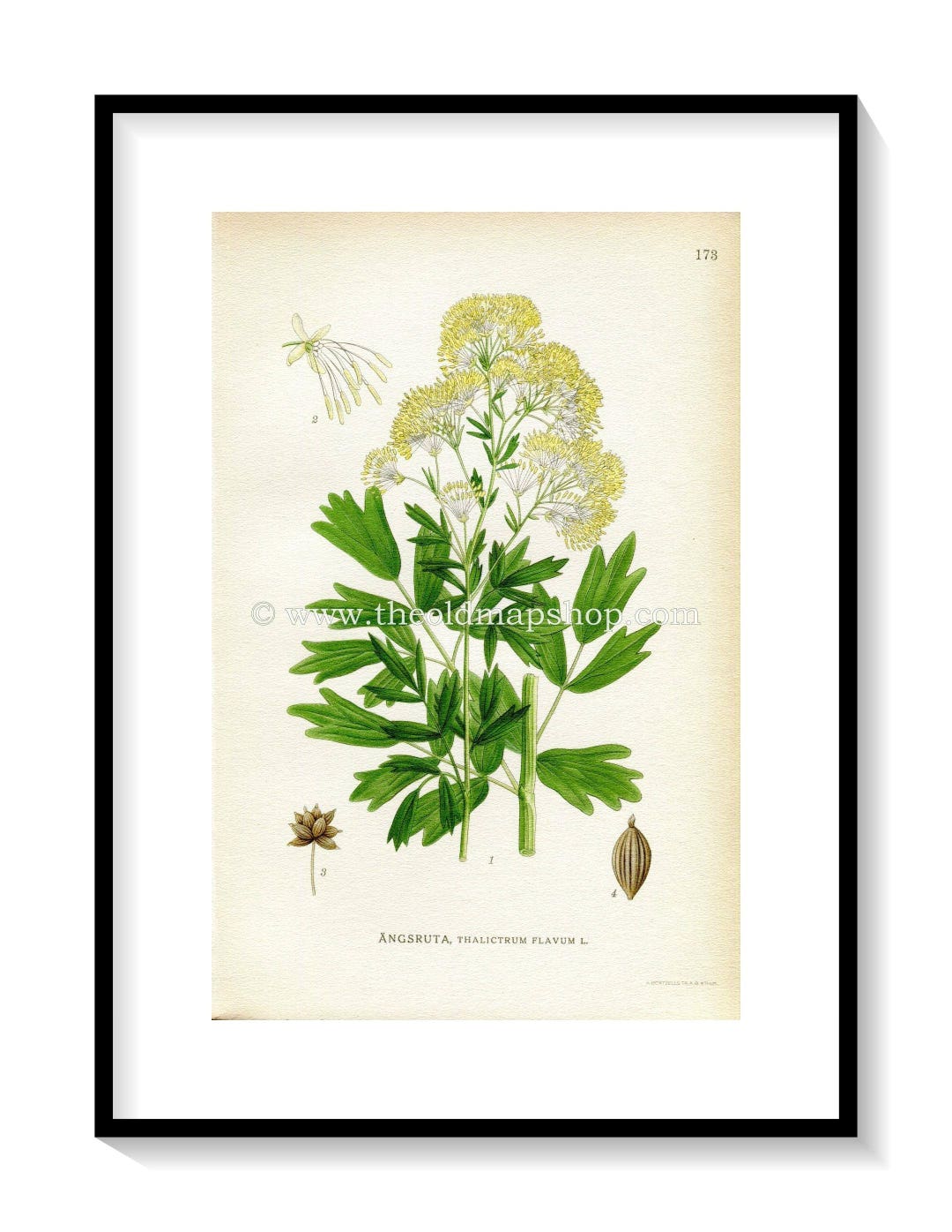 1922 Common Meadow-rue, Yellow Meadow-rue, Antique Print thalictrum ...