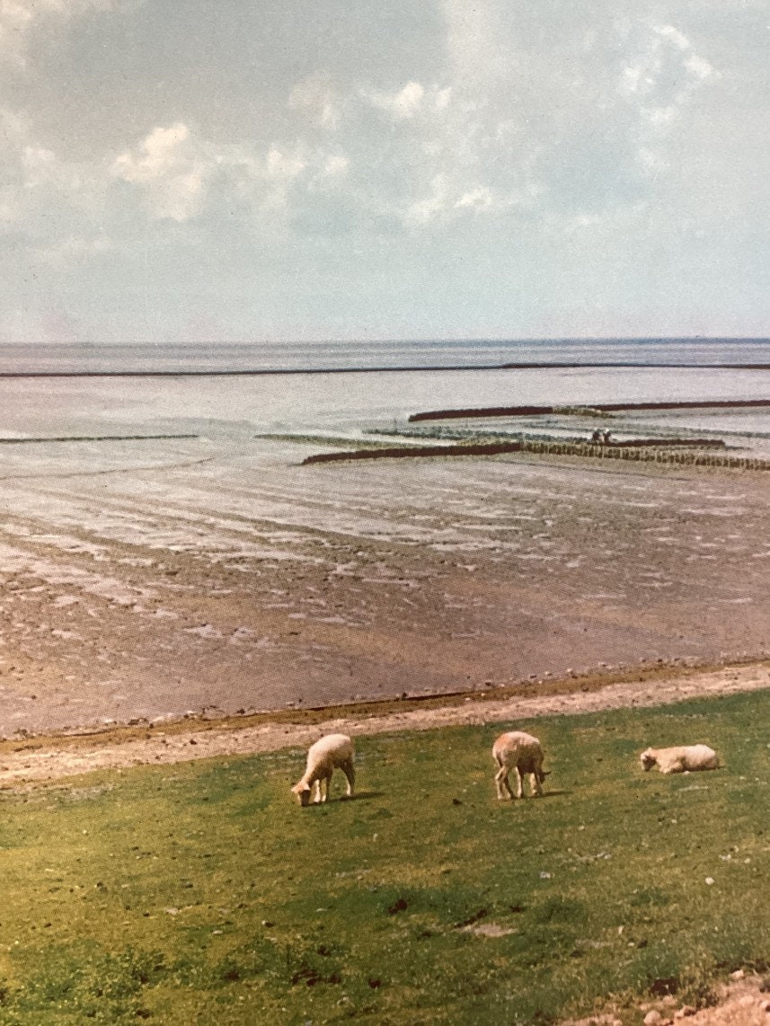 Vintage Pull Down School Chart of Land Reclamation on the North Sea ...