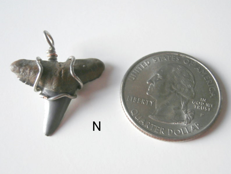 Wire-wrapped Fossilized Sharks Teeth - Etsy