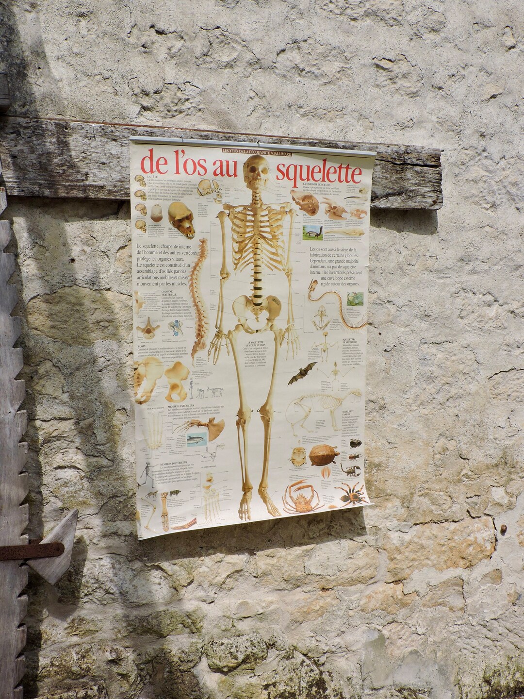 1960s Educational Skeleton Poster, Anatomical French School Wall Chart ...