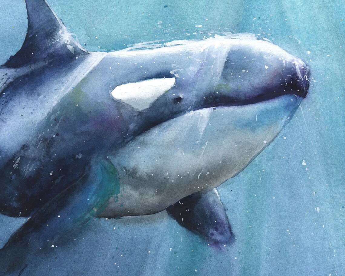 Orca Whale Watercolor Original Painting by Eric Sweet - Etsy