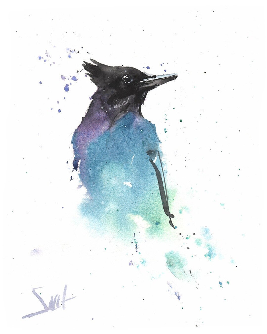 Steller's Jay Watercolor Painting Bird Art Print by Eric Sweet - Etsy