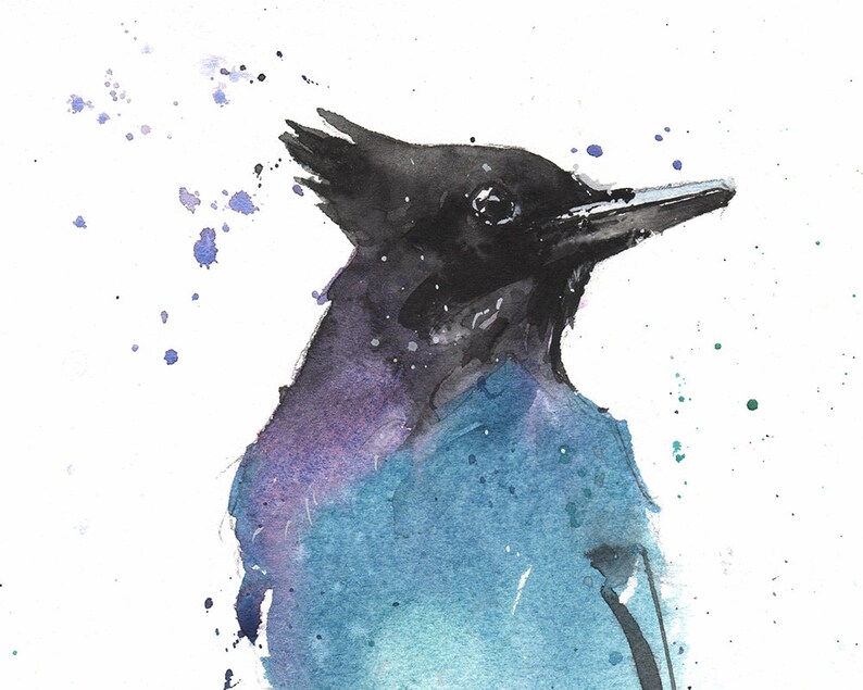 Steller's Jay Watercolor Painting Bird Art Print by Eric - Etsy