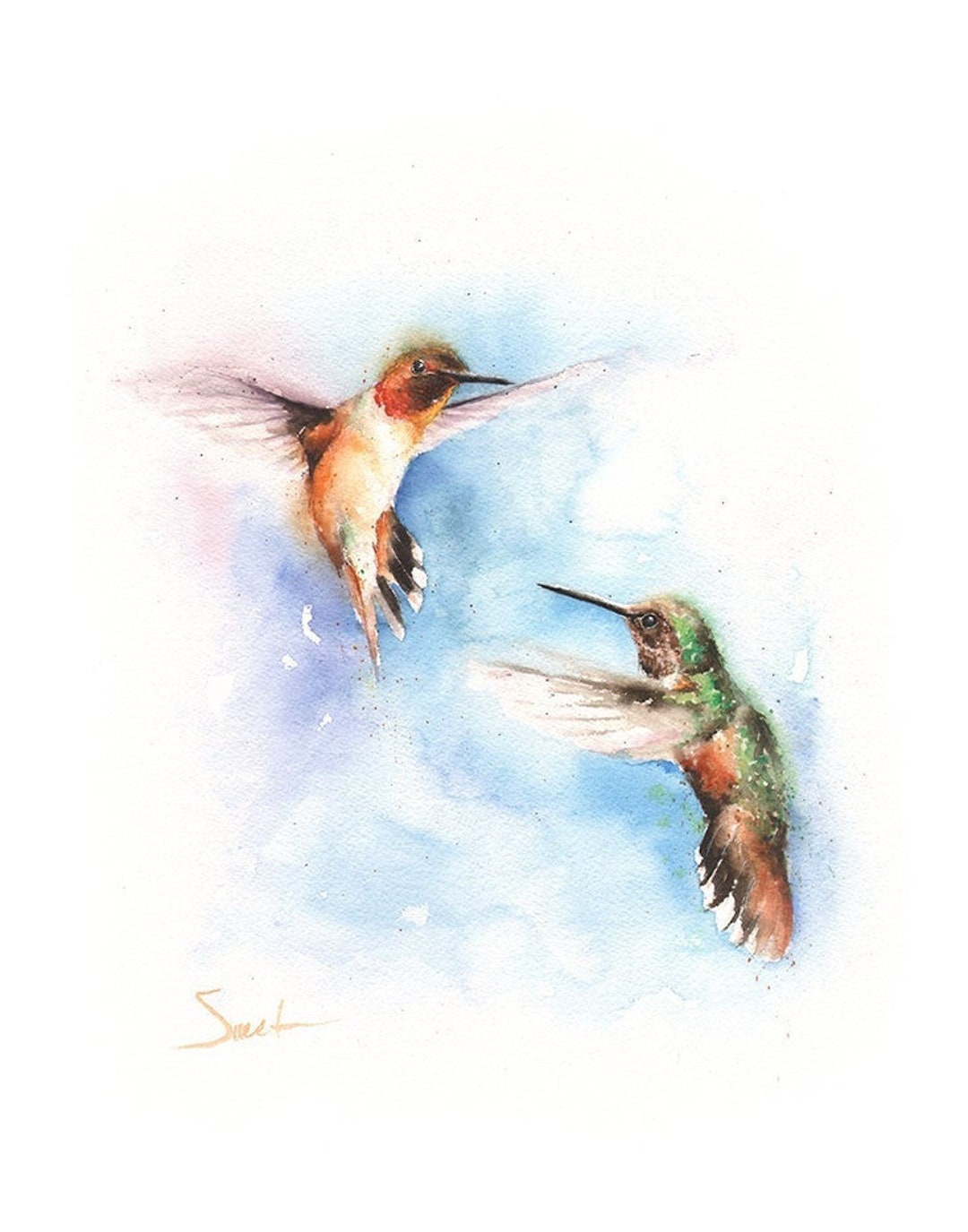 Two Rufous Hummingbird Art Print Watercolor Bird Painting by Eric Sweet ...