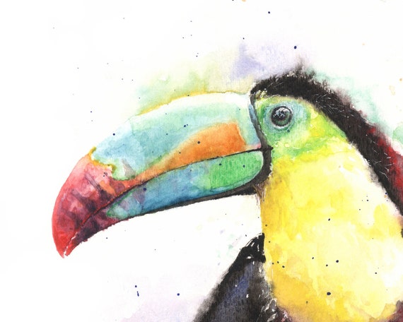 Keel Billed Toucan Drawing