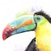 Keel Billed Toucan Art Print - Watercolor Bird Painting - Etsy