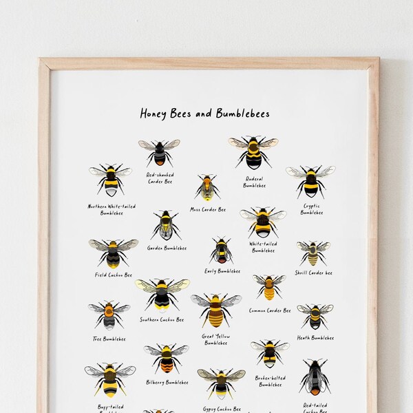 Honey Bee Print - Etsy