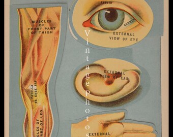 Antique Eye Chart - Etsy