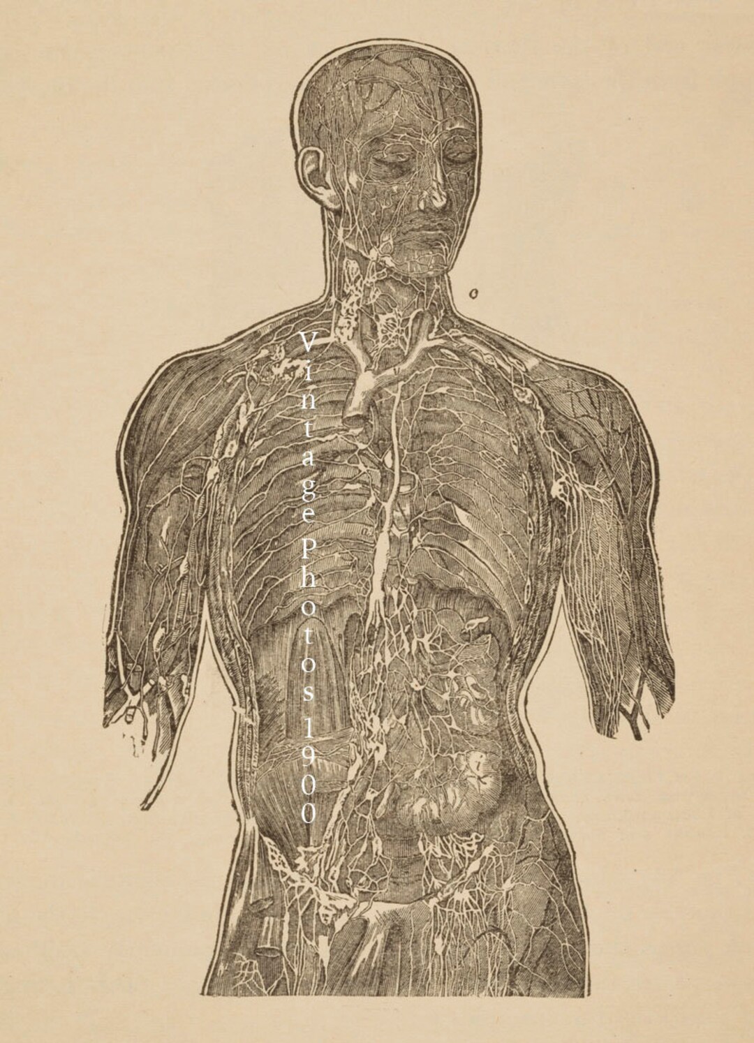 Lymphatic Medical Chart Photograph From Antique 1912 - Etsy