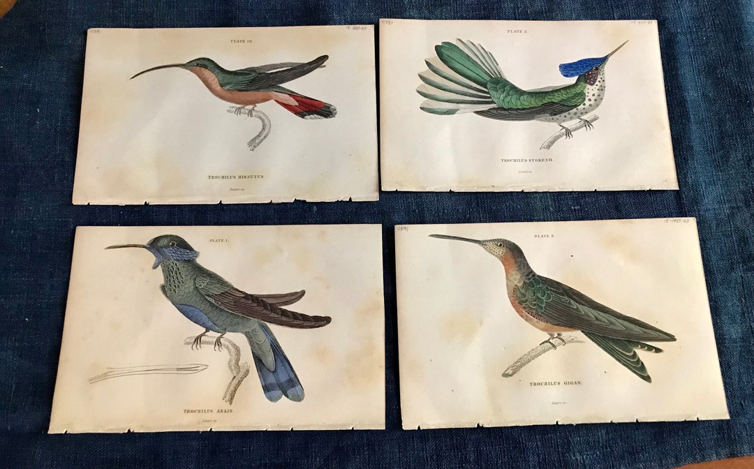 Antique Hand Colored Hummingbird Prints, 1843 Jardines Naturalists ...