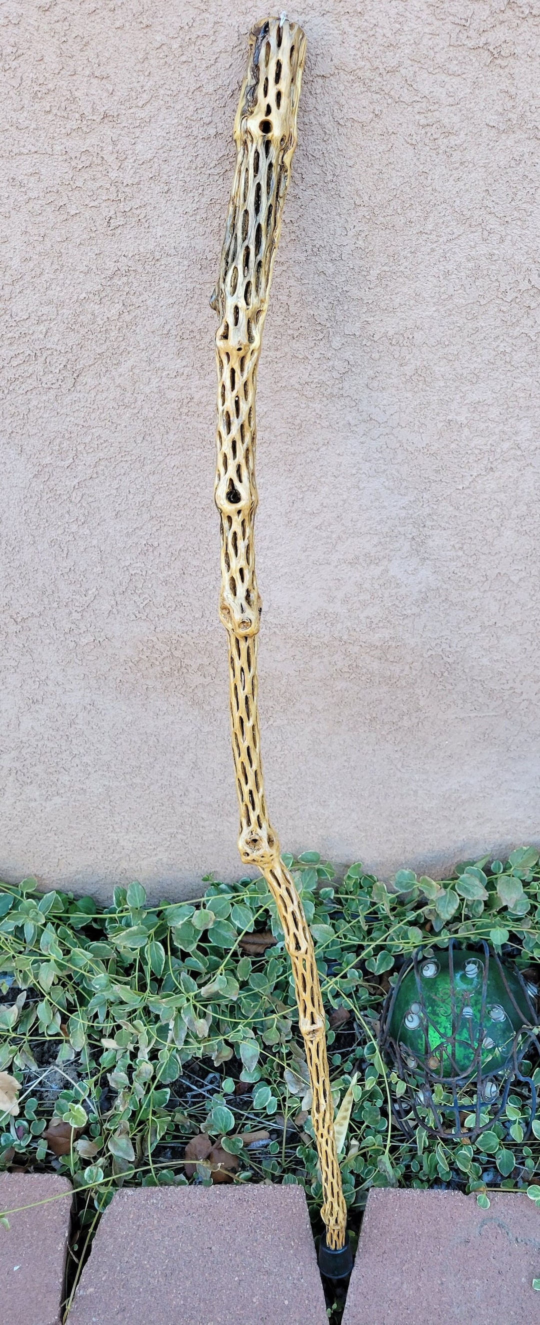 Cholla Cactus Walking/hiking Stick 49" (A) - Etsy