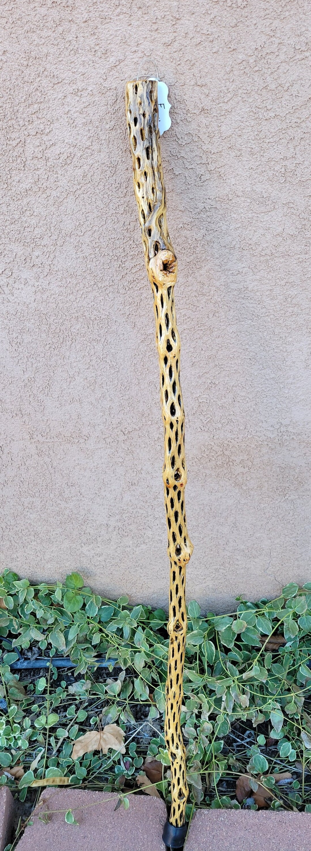 Cholla Cactus Walking/hiking Stick 48 F - Etsy