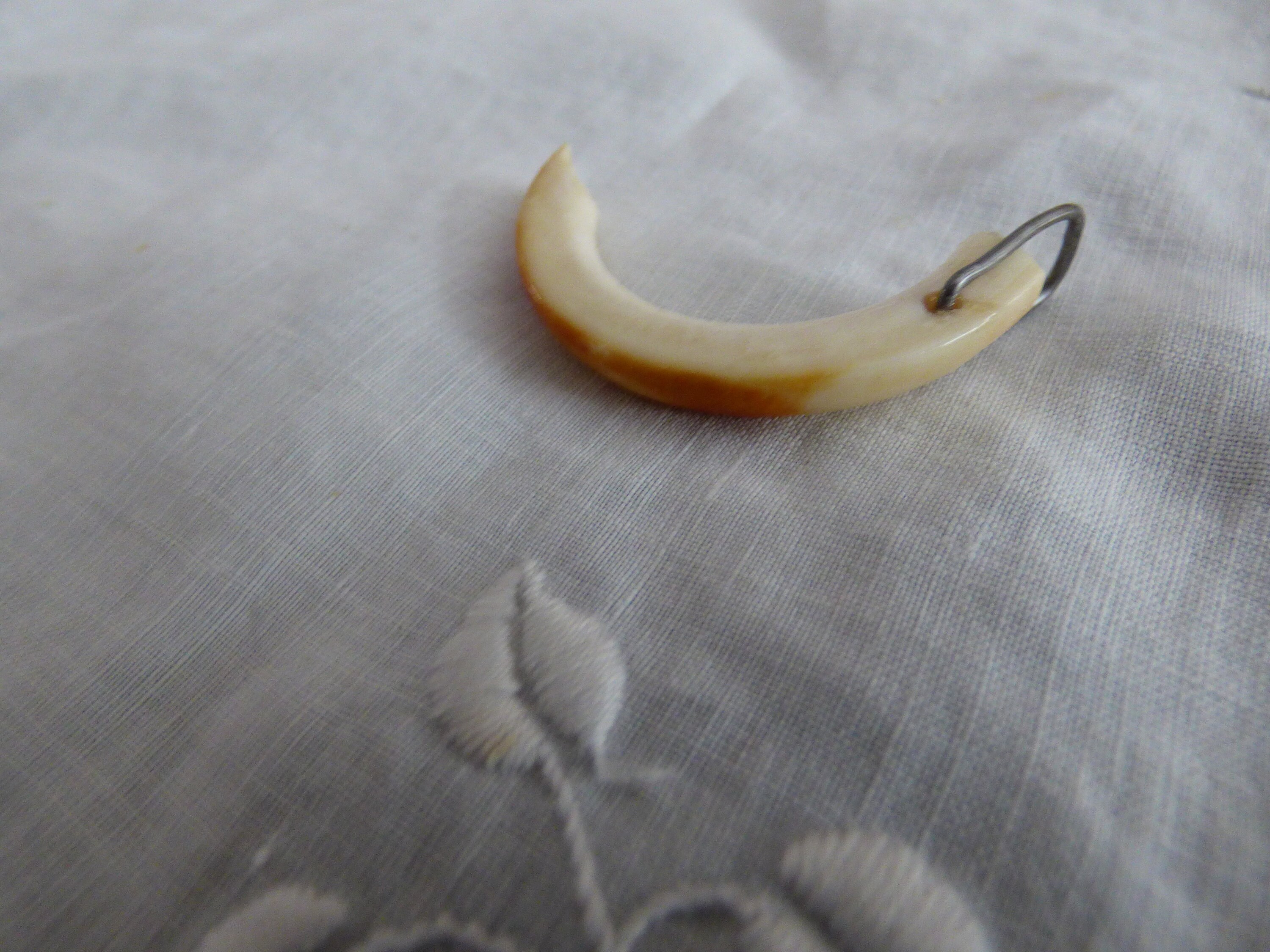 Genuine Beaver Tooth Teeth Zipper Pull or Charm, Short or Long for ...