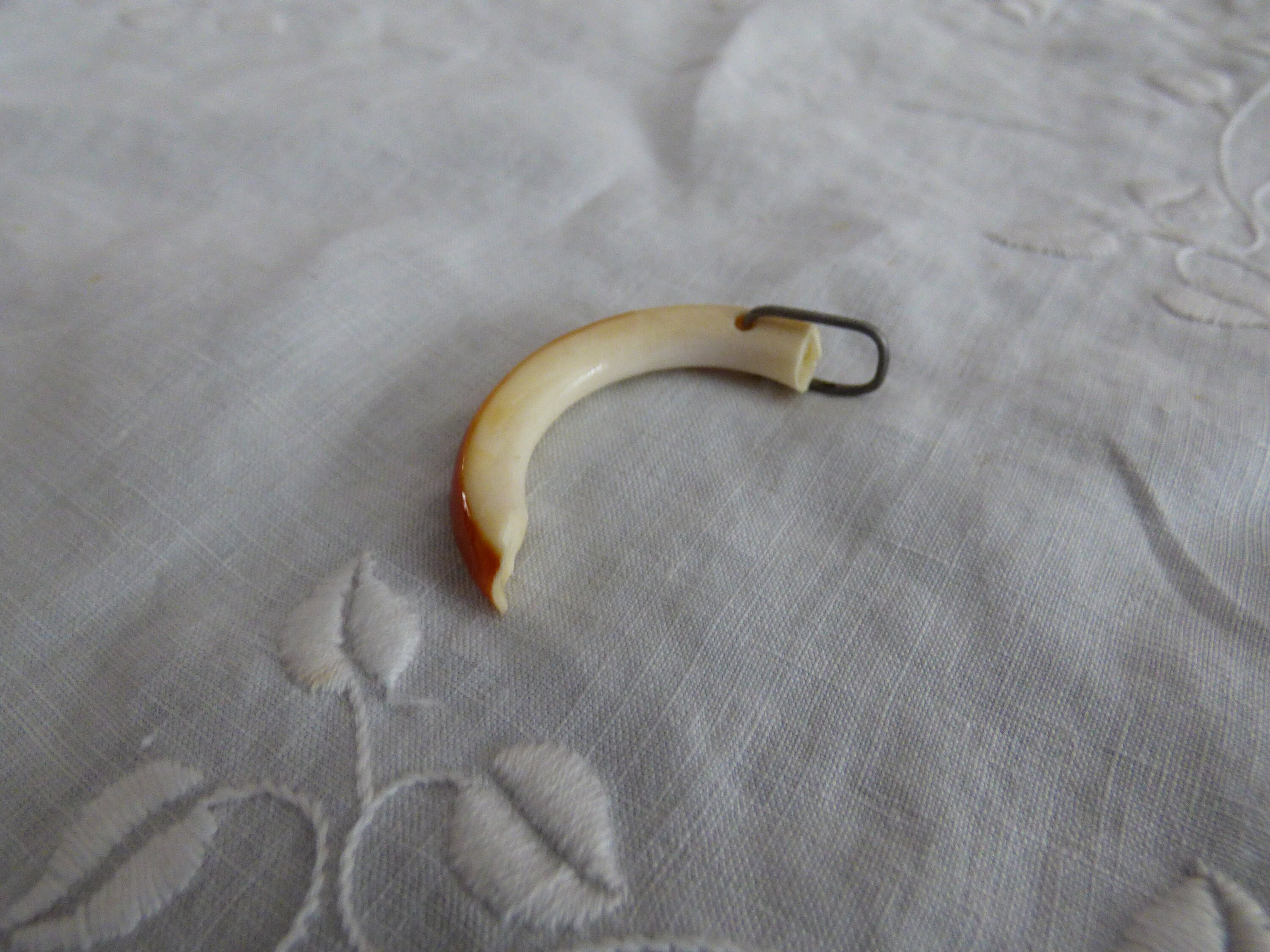 Genuine Beaver Tooth Teeth Zipper Pull or Charm, Short or Long for ...