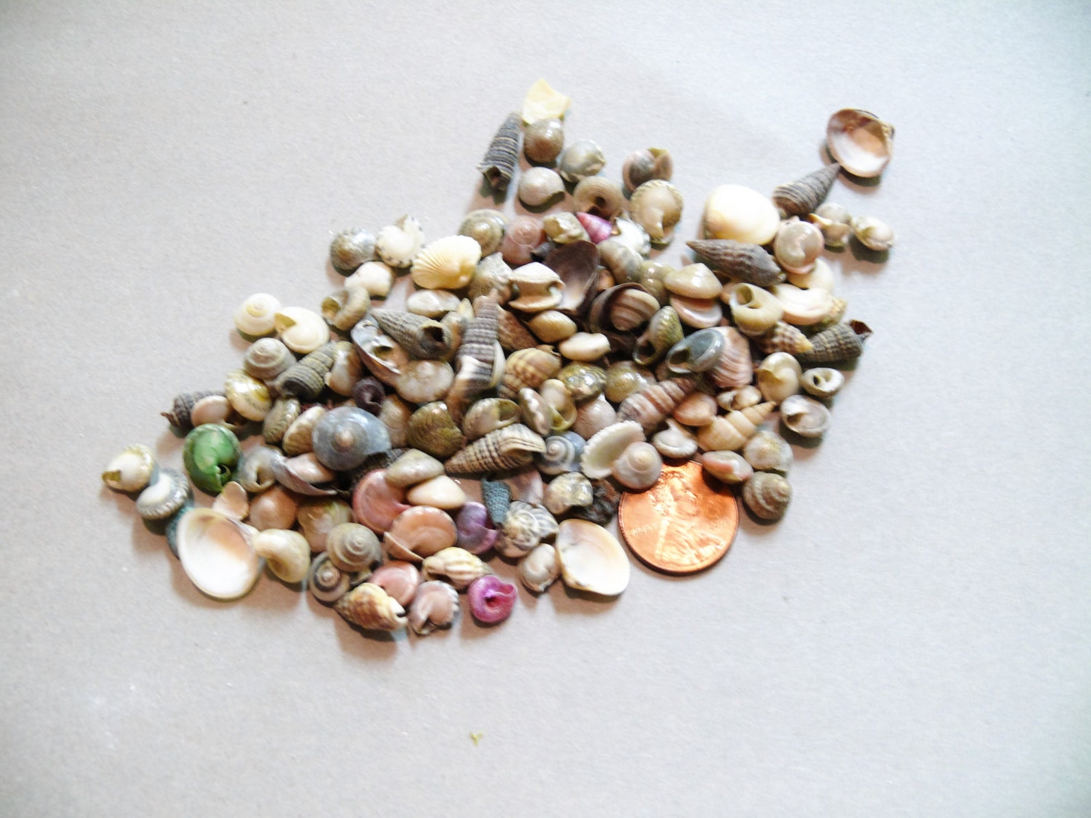 50 Tiny Seashells for Your Fairy Garden Path Terrarium Craft - Etsy
