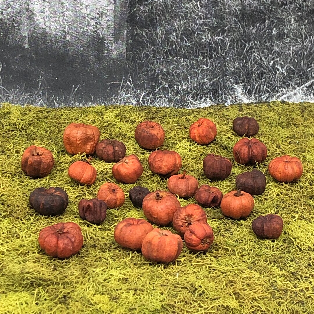 25 Putka Pods, Small Pumpkin Pods. Miniature Fall Terrarium Supplies - Etsy