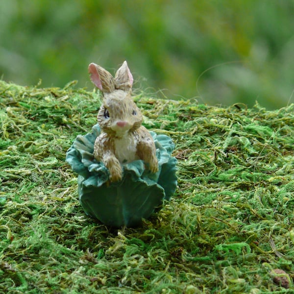 Miniature Cabbage - Etsy