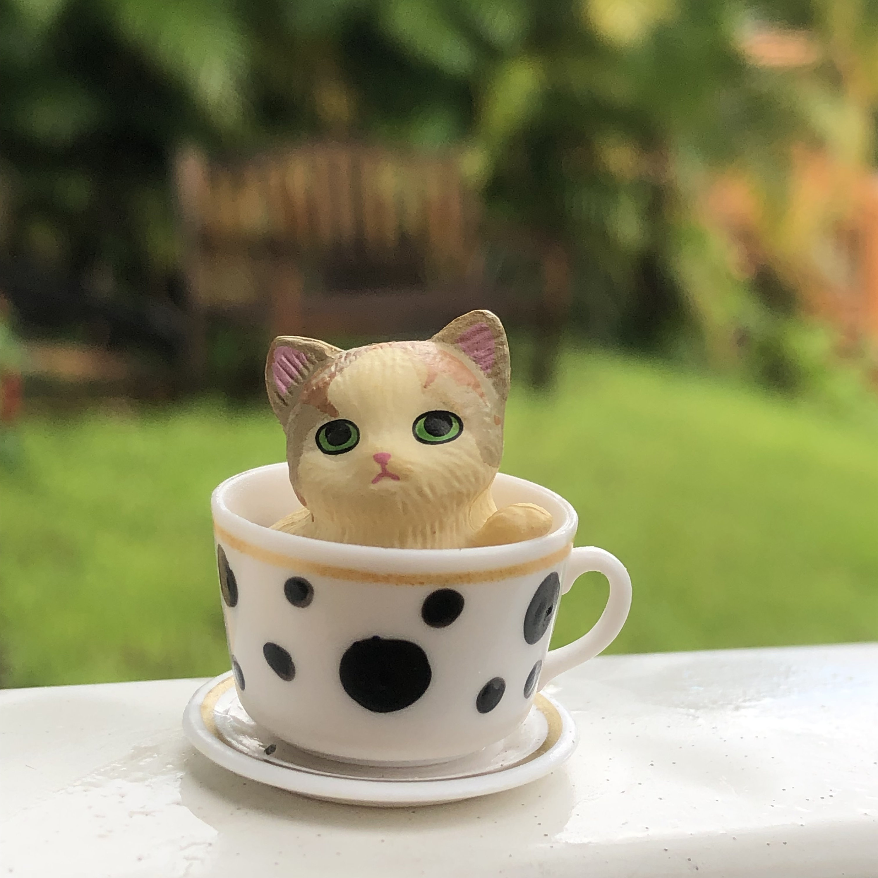 Baby Teacup Kittens