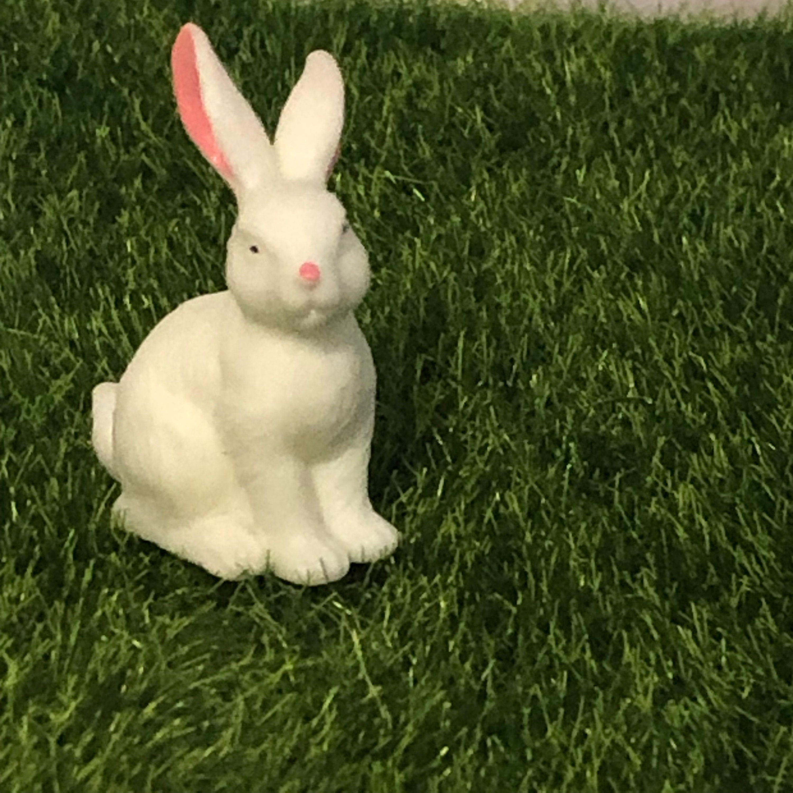 White Rabbit In Garden