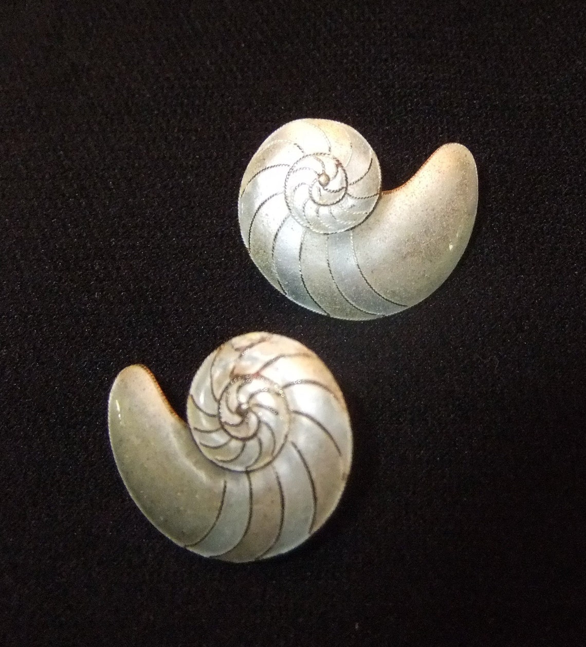 Cloisonné Enamel Nautilus Shell Earrings in White and Ivory, Gold ...