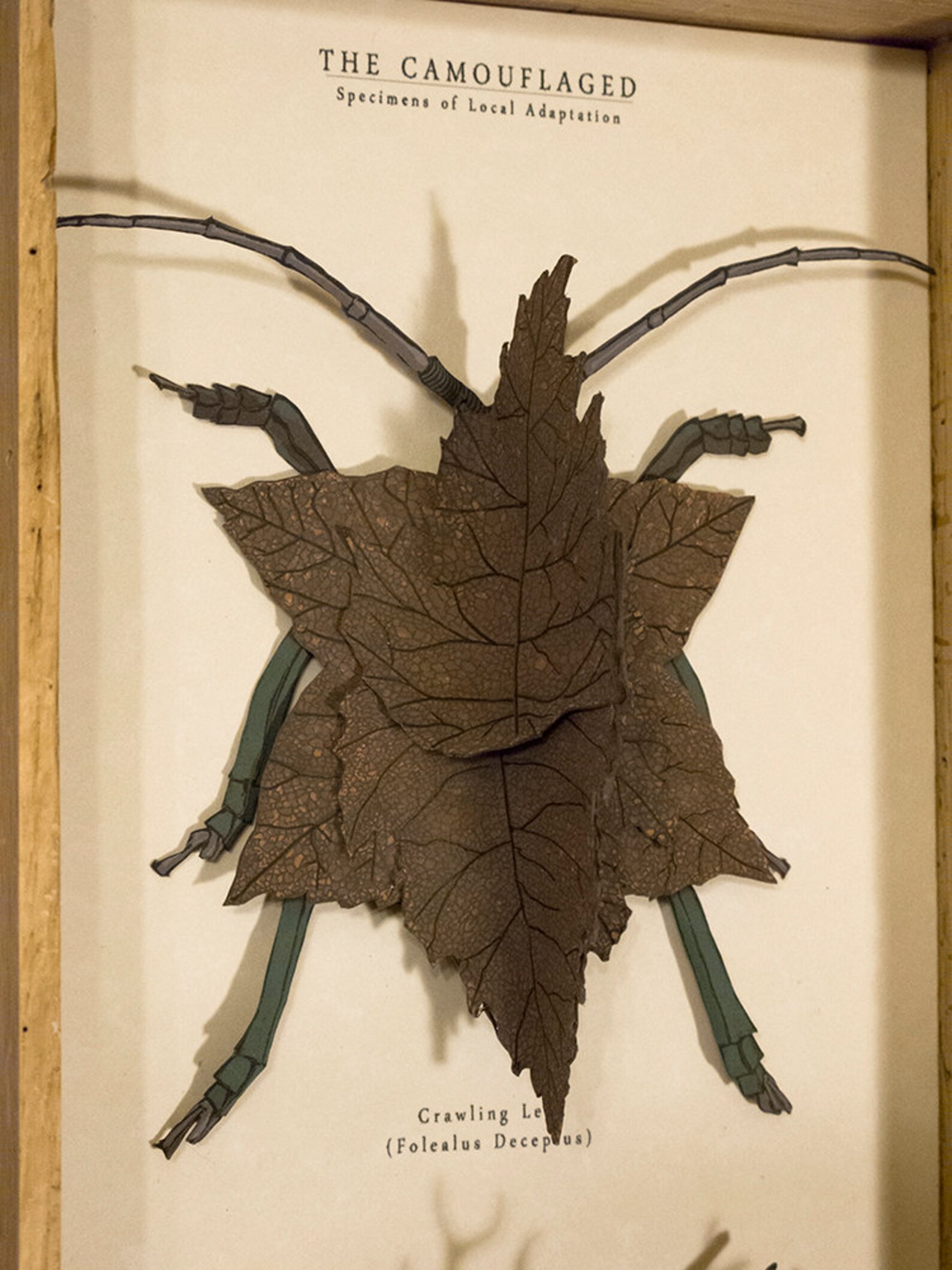 The Camouflaged - Insect Shadow Box - Screen Printed Sculptures - Etsy