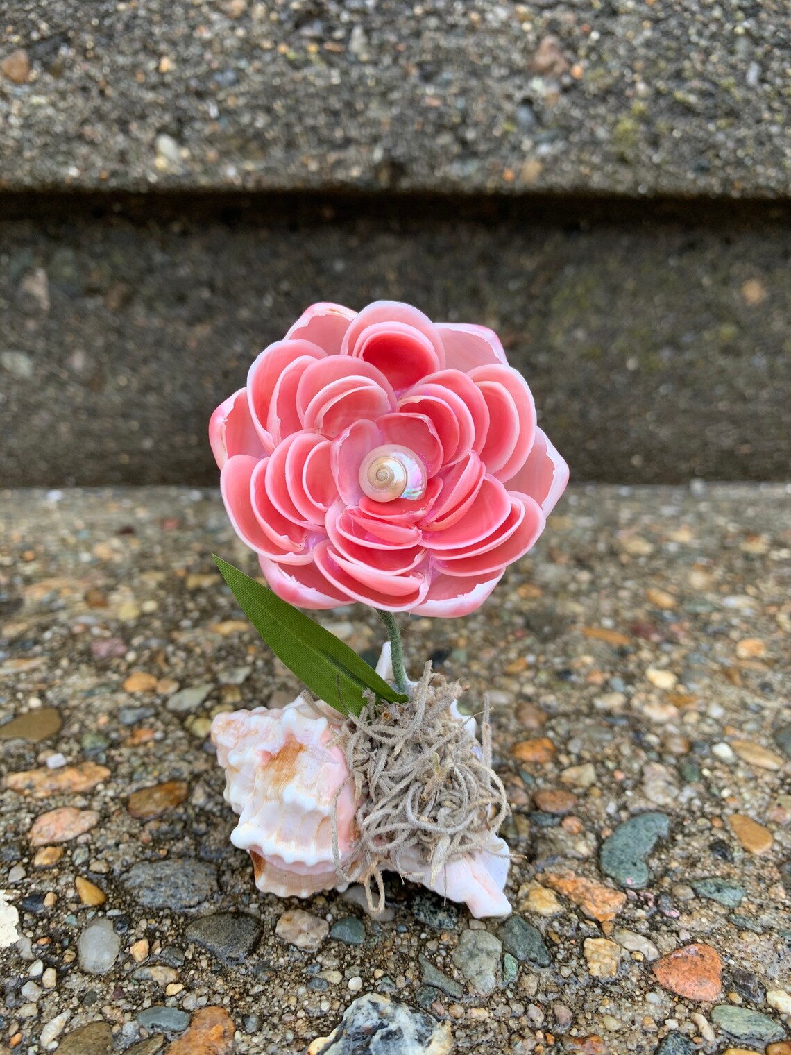 Two Seashell Flower in a Shells - Etsy UK