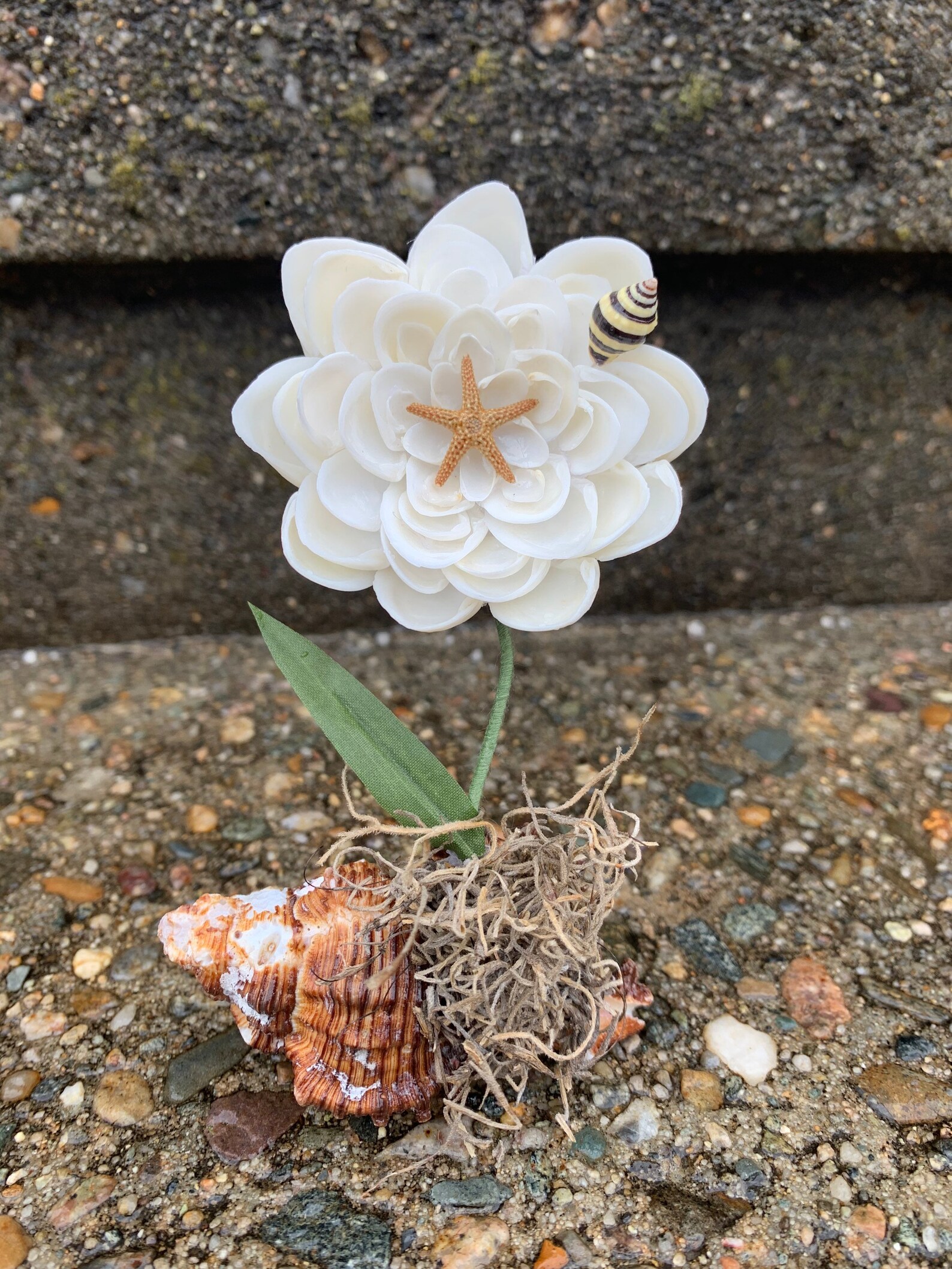 Seashell Flower in a Shell - Etsy