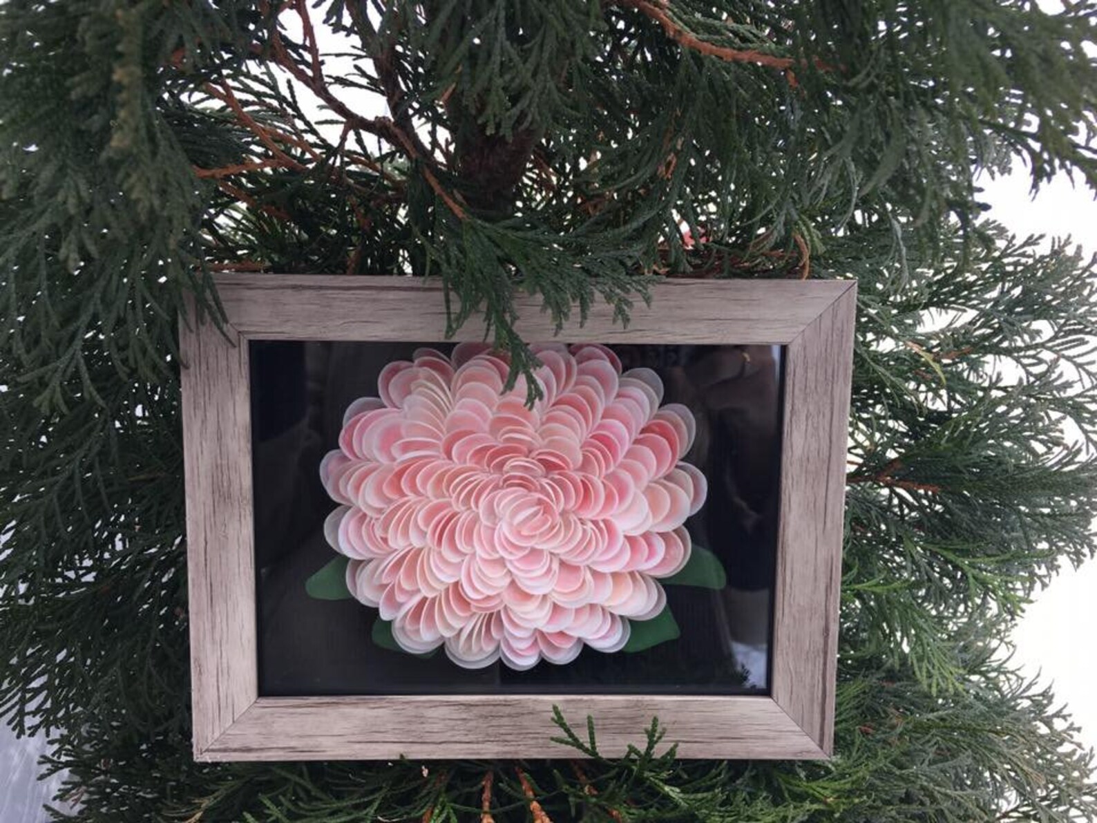 Seashell Flower Shadow Box pink Rose Cup Shells | Etsy
