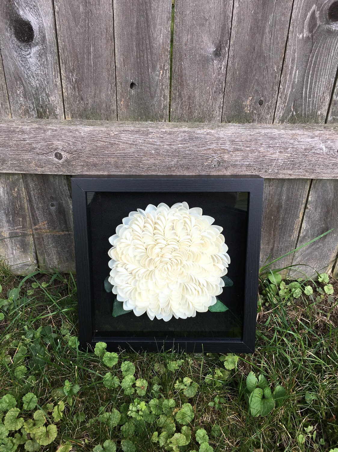 White Cay Cay Seashell Flower Shadow Box LARGE - Etsy