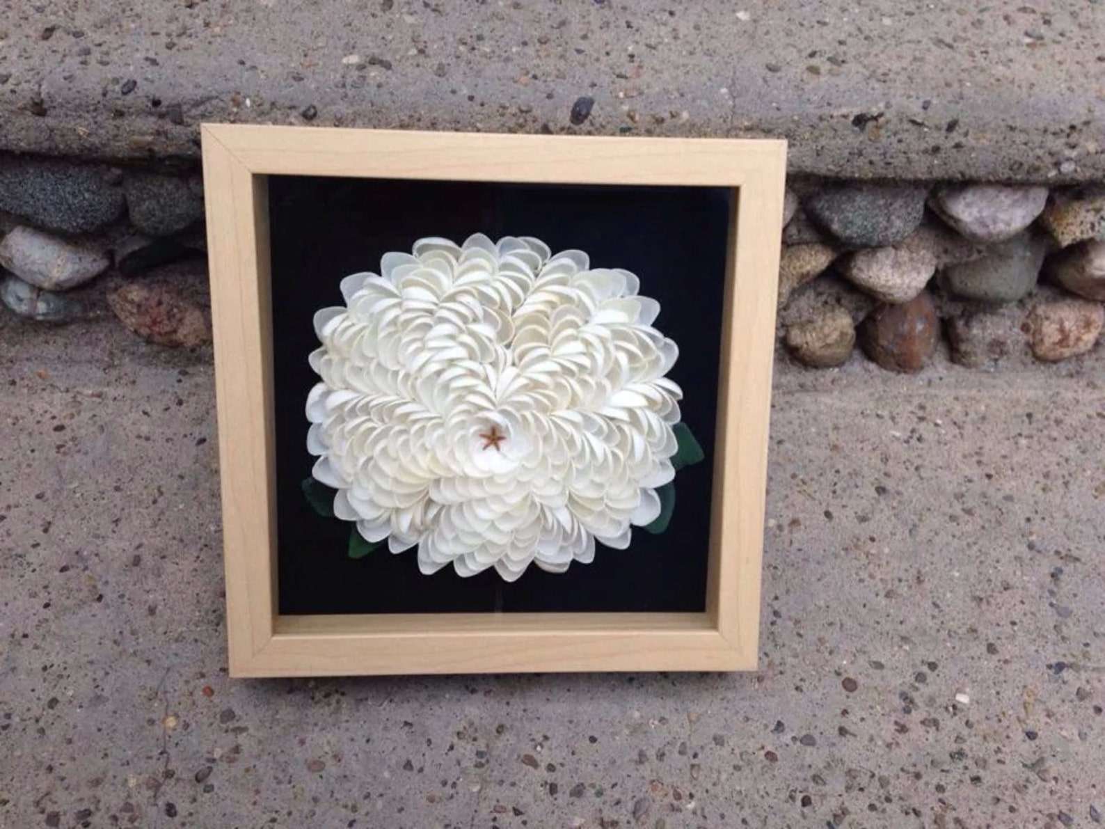 White Cay Cay Seashell Flower Shadow Box LARGE - Etsy