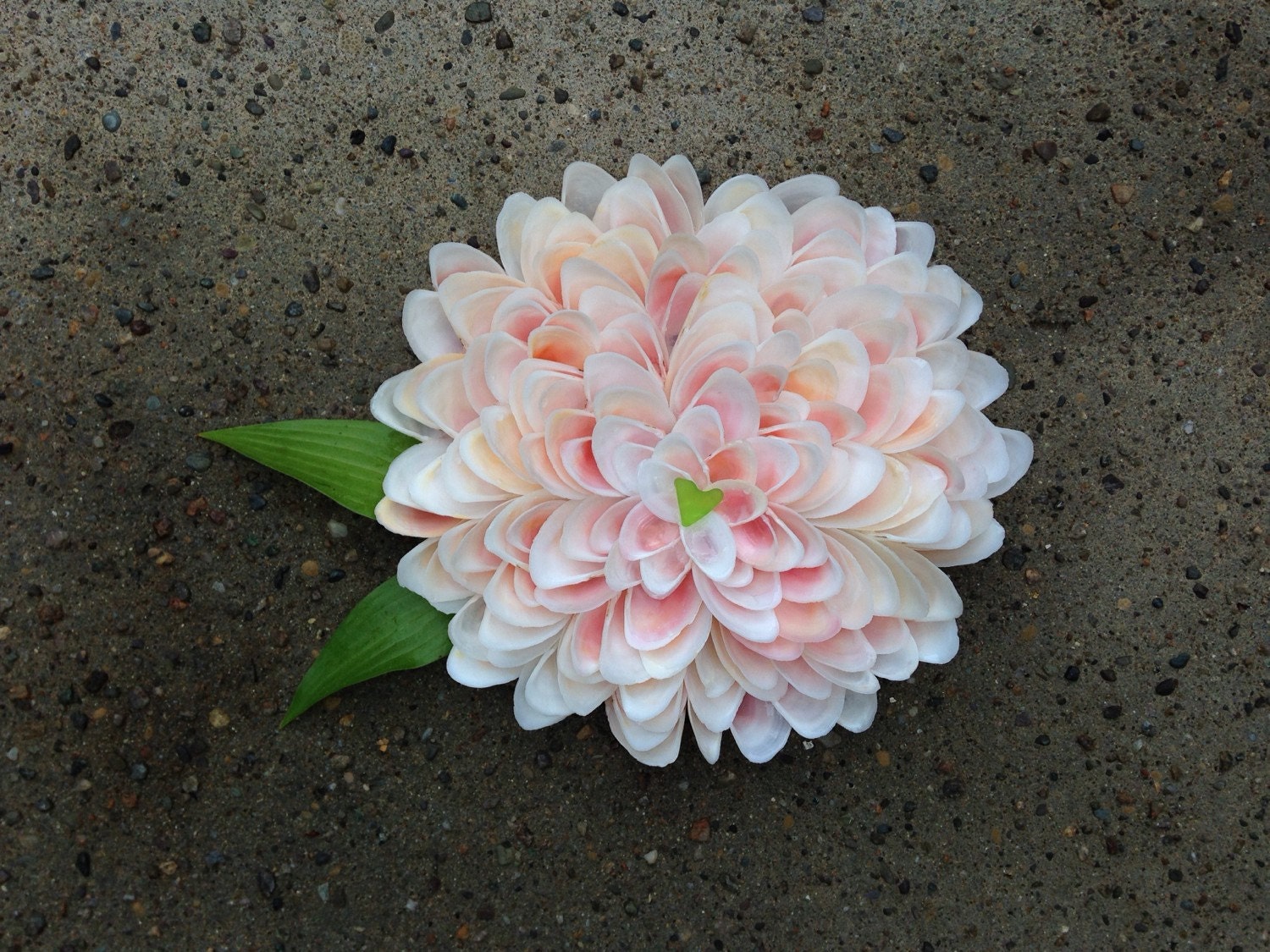 Pink Tellin Seashell Flower Shadow Box (LARGE) - Etsy