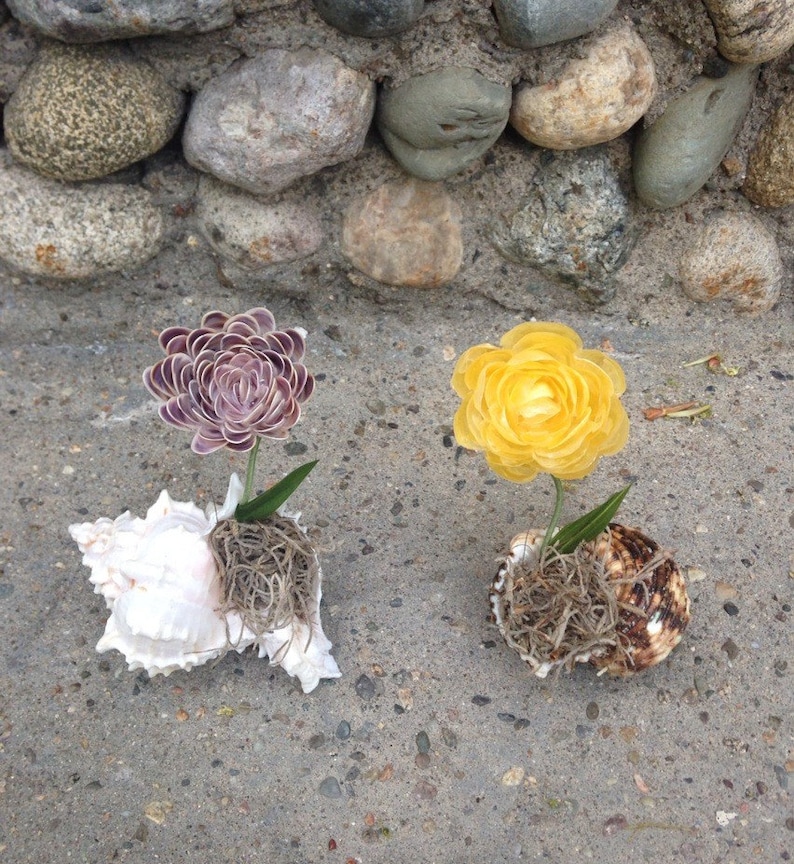 Seashell Flower in a Shell - Etsy