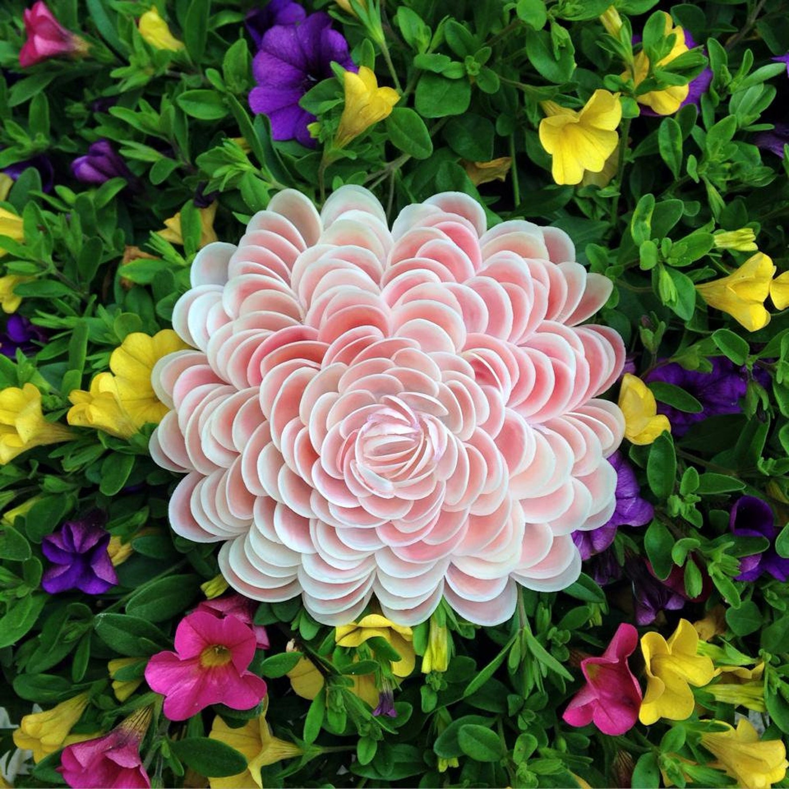 Seashell Flower Shadow Box pink Rose Cup Shells | Etsy