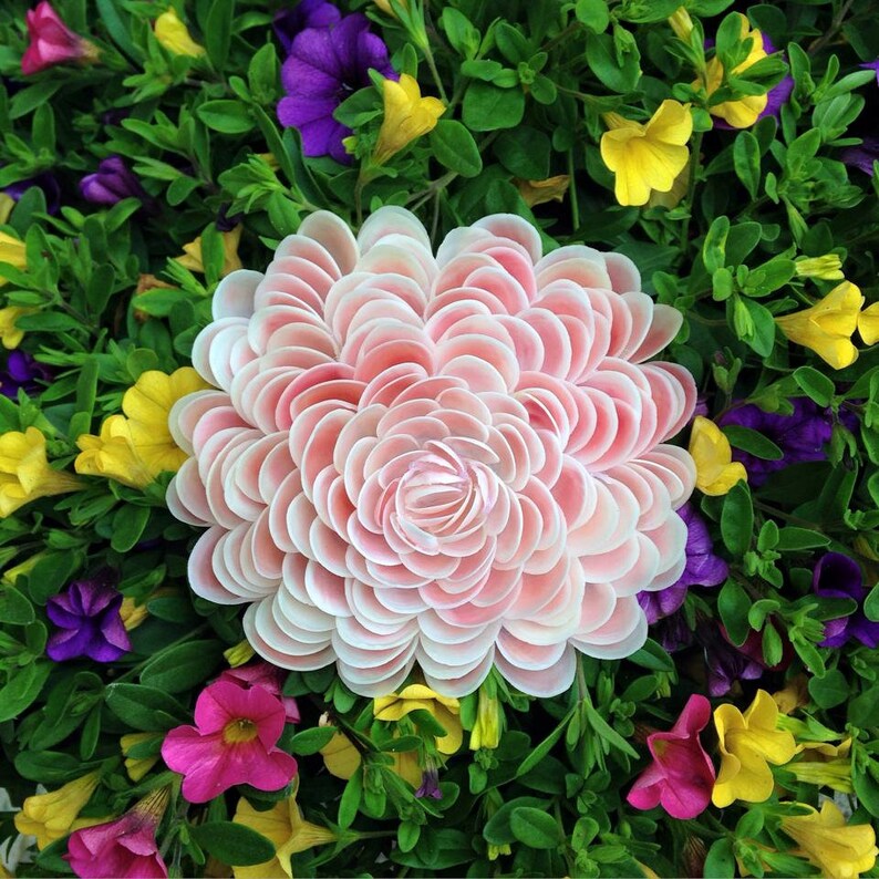 Seashell Flower Shadow Box (pink Rose Cup Shells) - Etsy