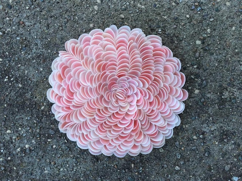 Pink Rose Cup Seashell Flower Shadow Box LARGE - Etsy