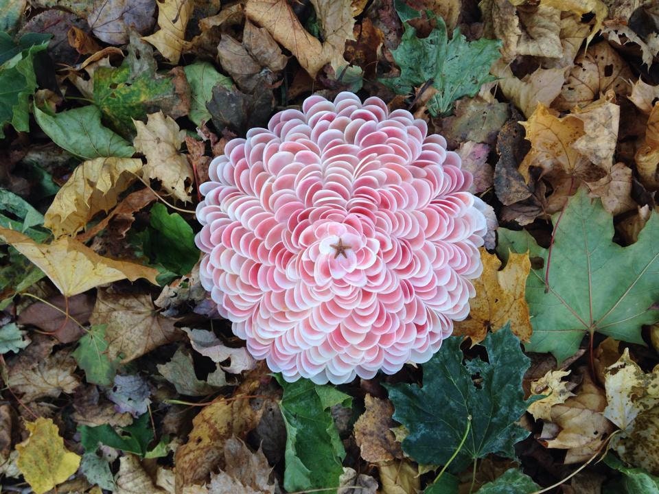 Pink Rose Cup Seashell Flower Shadow Box LARGE - Etsy
