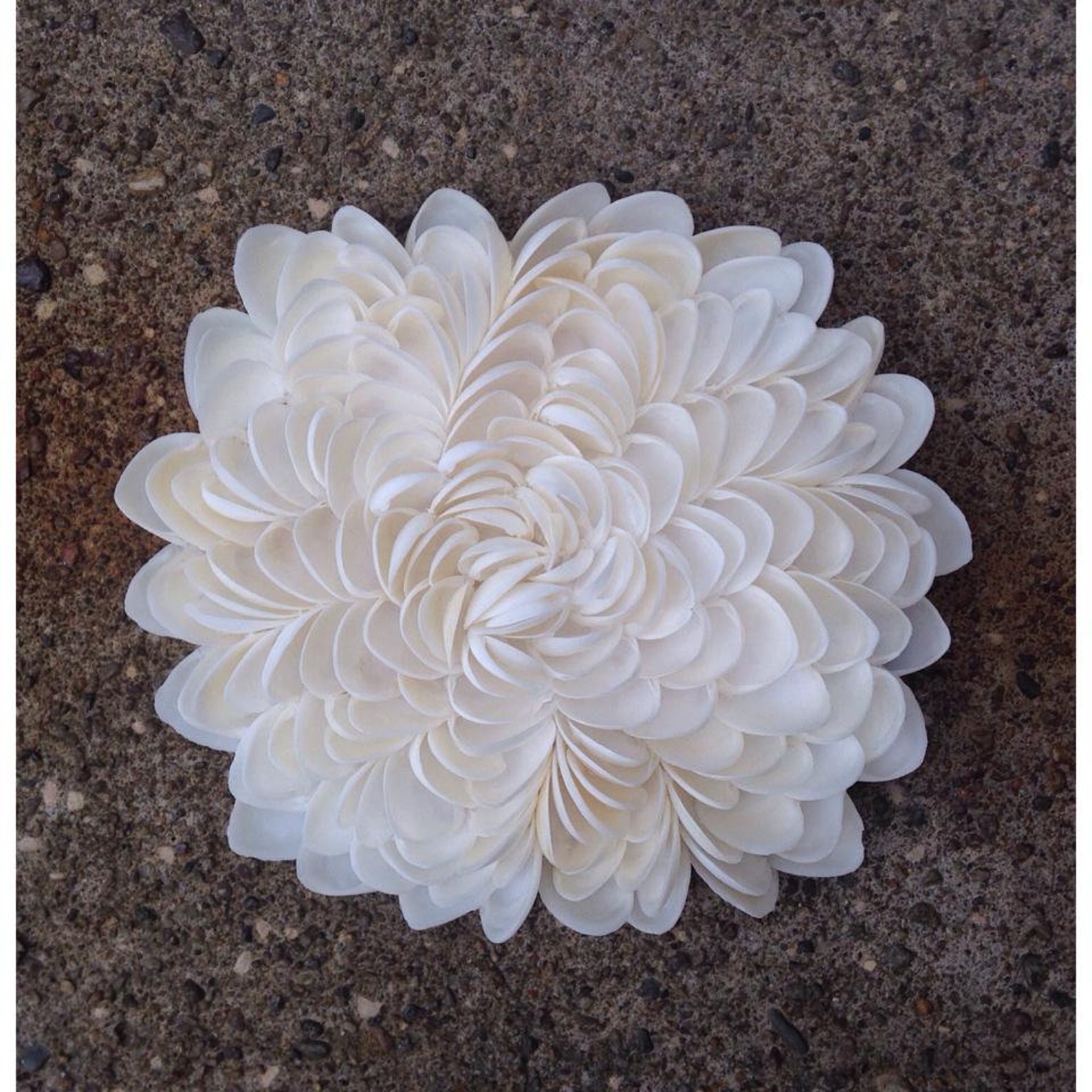 Seashell Flower Shadow Box (white Cay Cay Seashells) - Etsy
