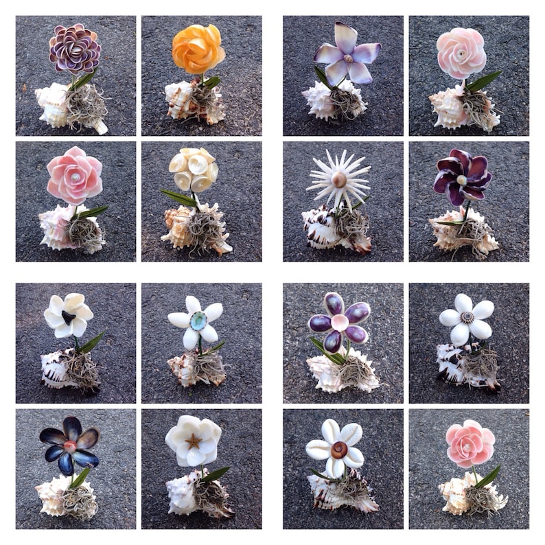 Seashell Flower in a Shell - Etsy