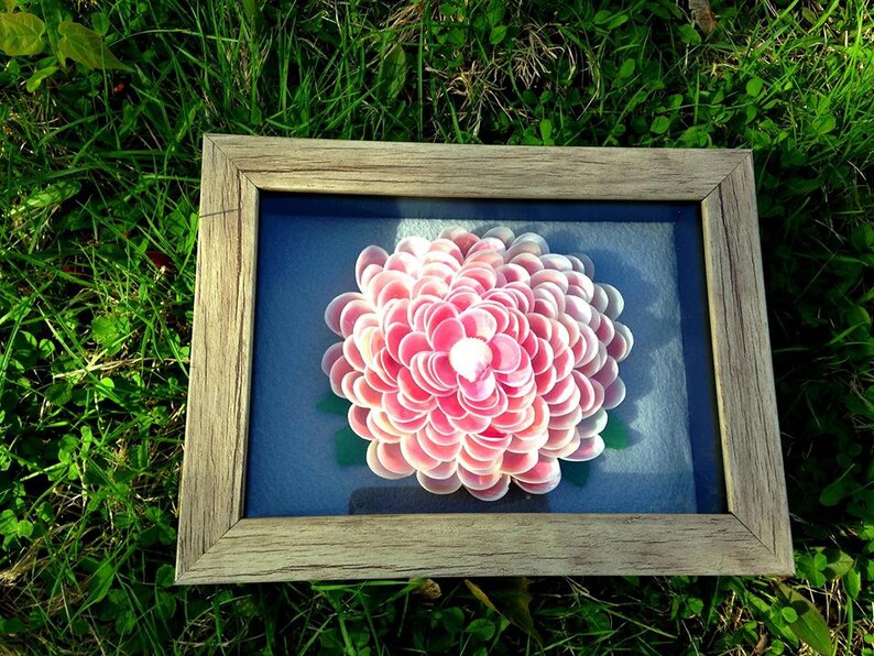 Seashell Flower Shadow Box (pink Rose Cup Shells) - Etsy