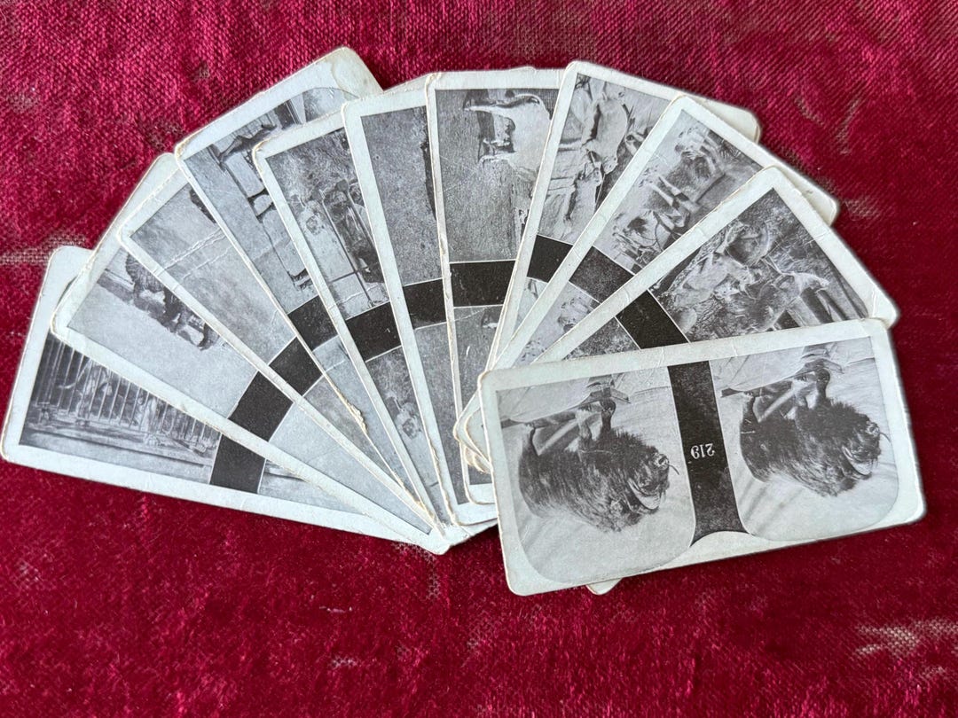 Antique Miniature Stereoscope Photo Cards Animals Taxidermy Lot of 12 ...