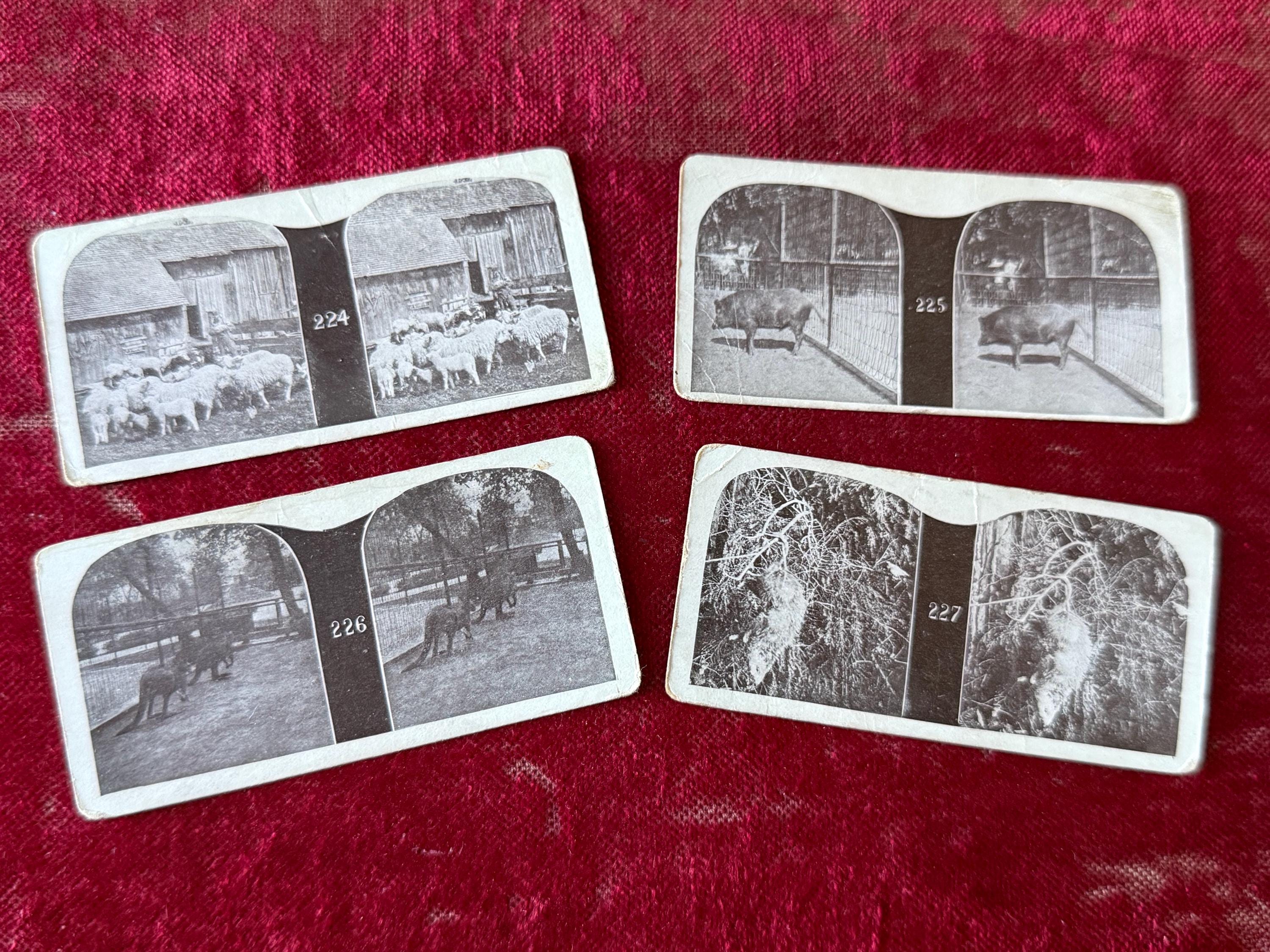 Antique Miniature Stereoscope Photo Cards Animals Taxidermy Lot of 12 ...