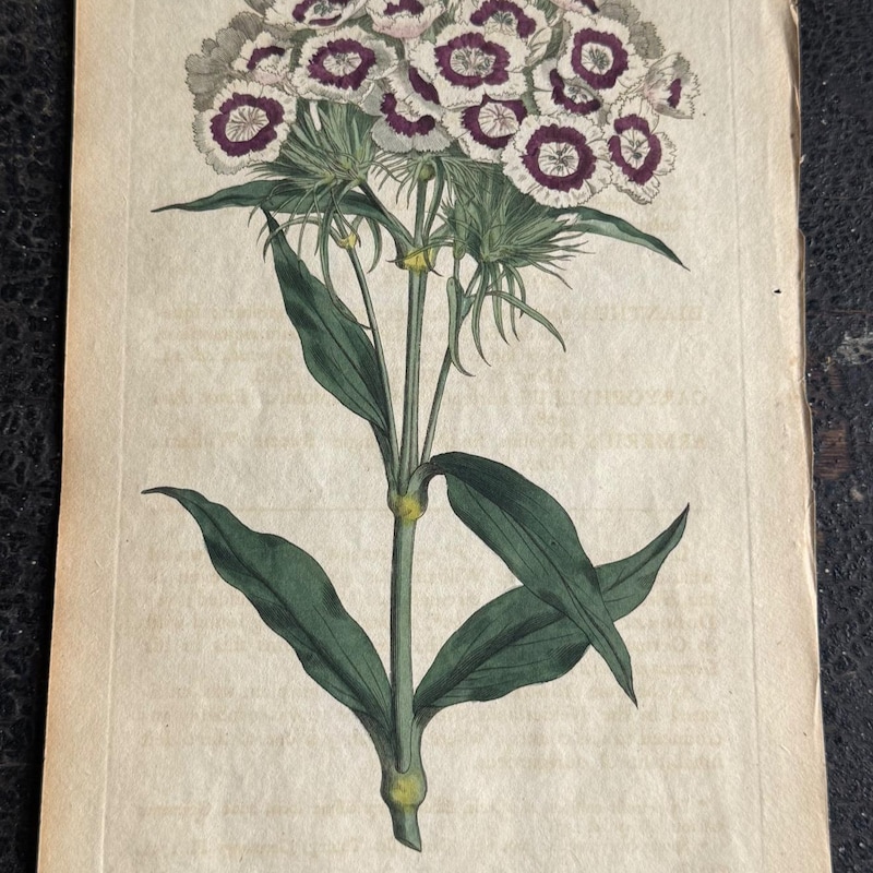 Curtis Floral Engraving - Etsy