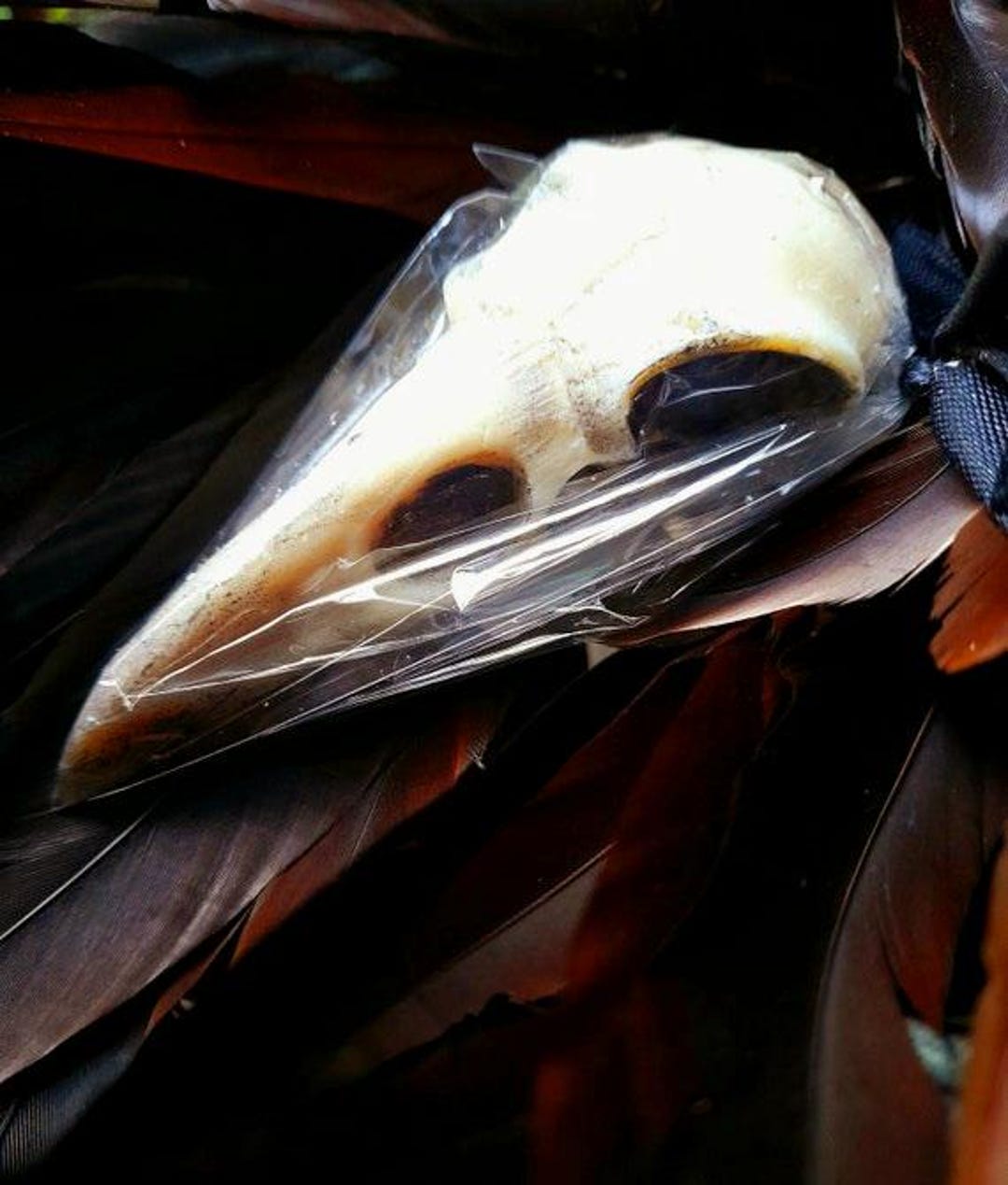 Solid White Chocolate Crow Skull in Gift Cello Wrap Arrives Gift ...