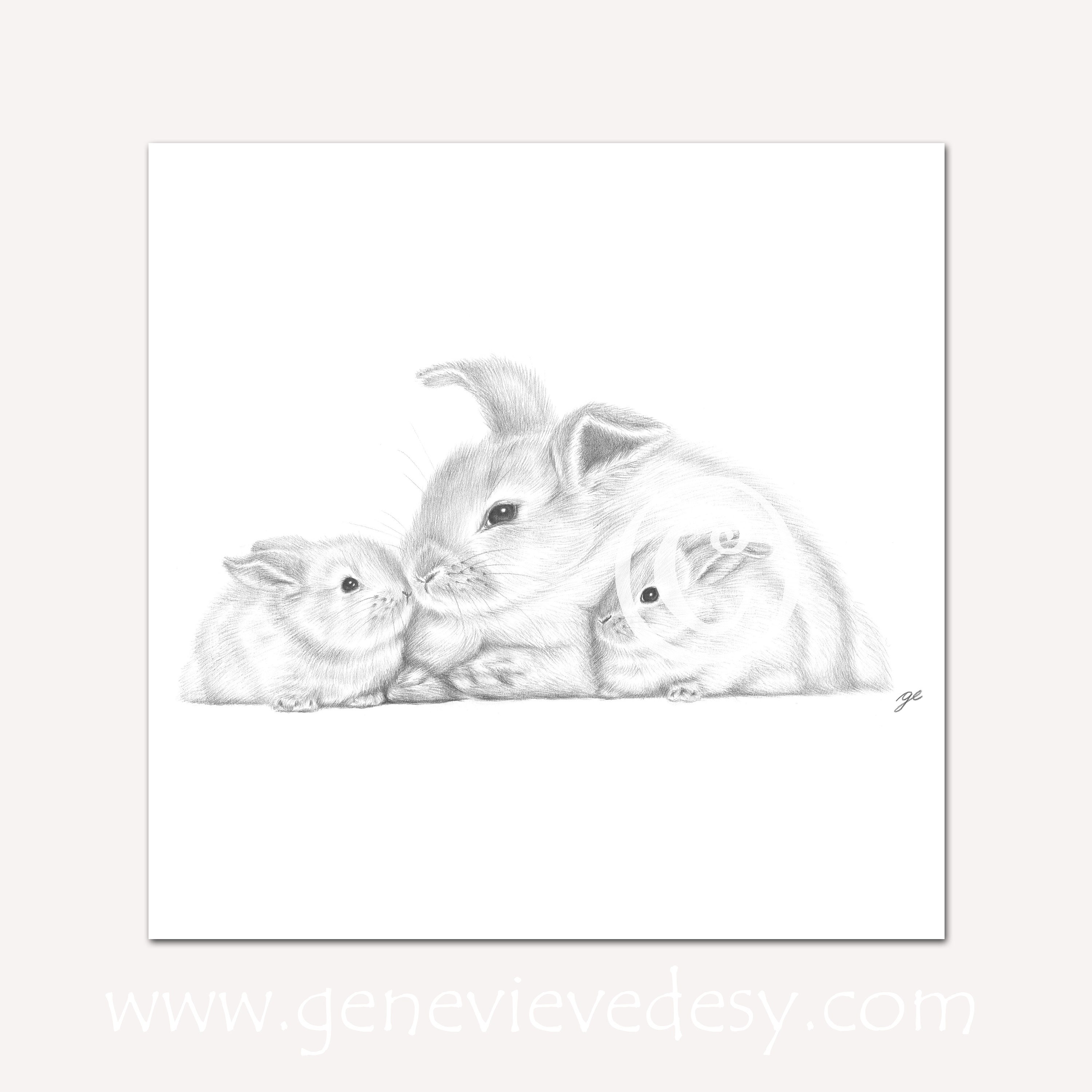 How To Draw A Baby Bunny