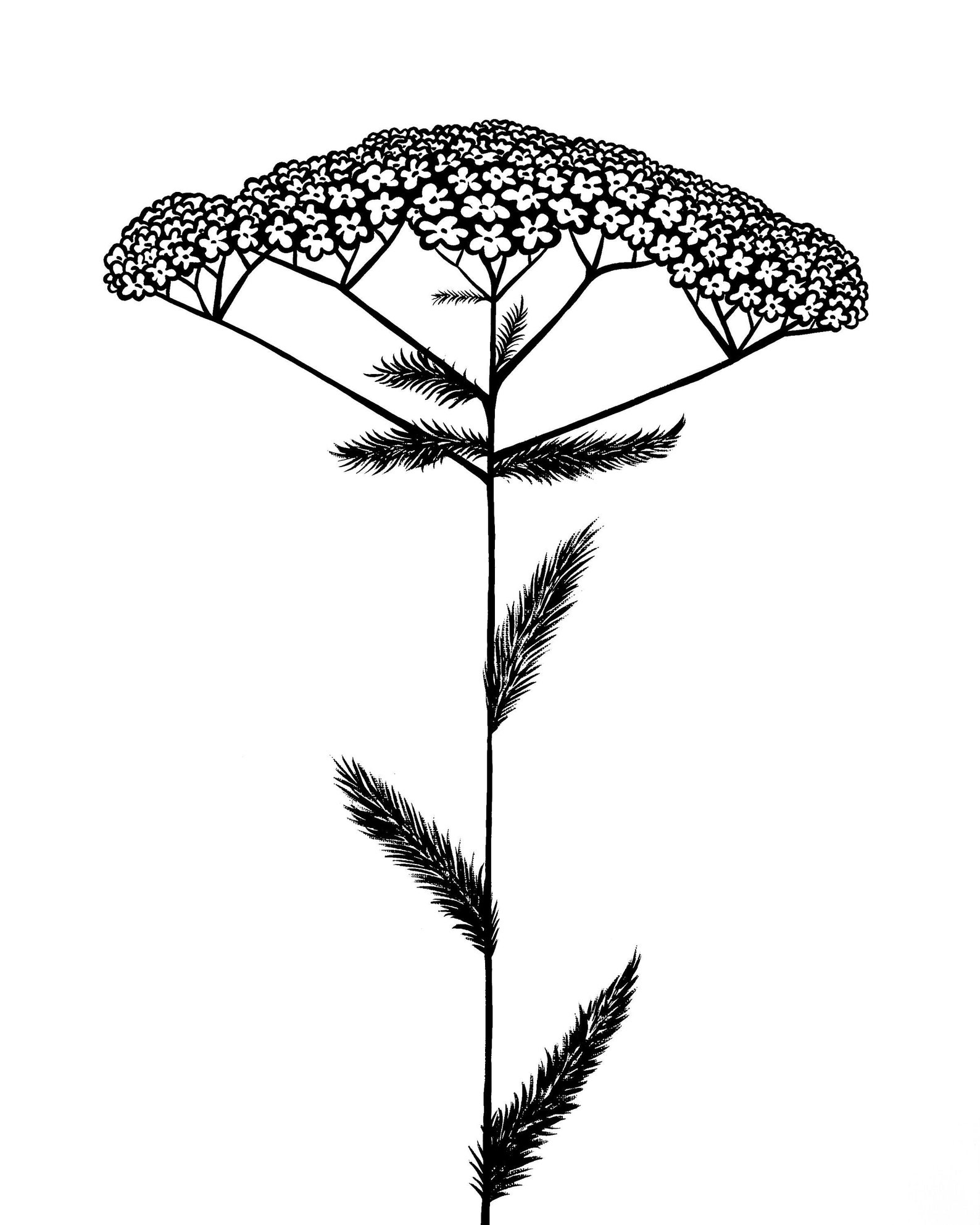 Yarrow Black and White Medicinal Flower Coloring Page Art Print on ...