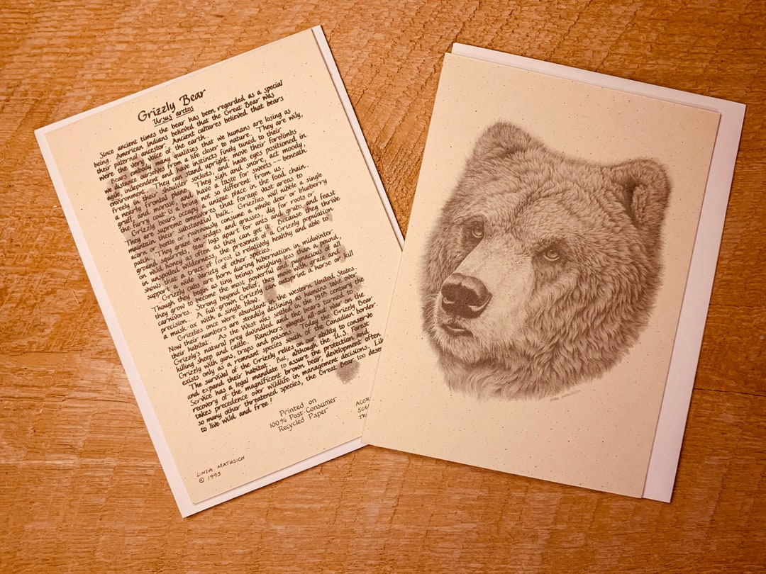 Grizzly Bear Greeting Cards. Pen and Ink Drawing Notecard Set of 6. - Etsy